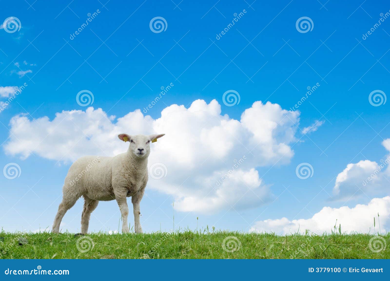 Cute lamb stock photo. Image of baby, maternal, farm, field - 3779100