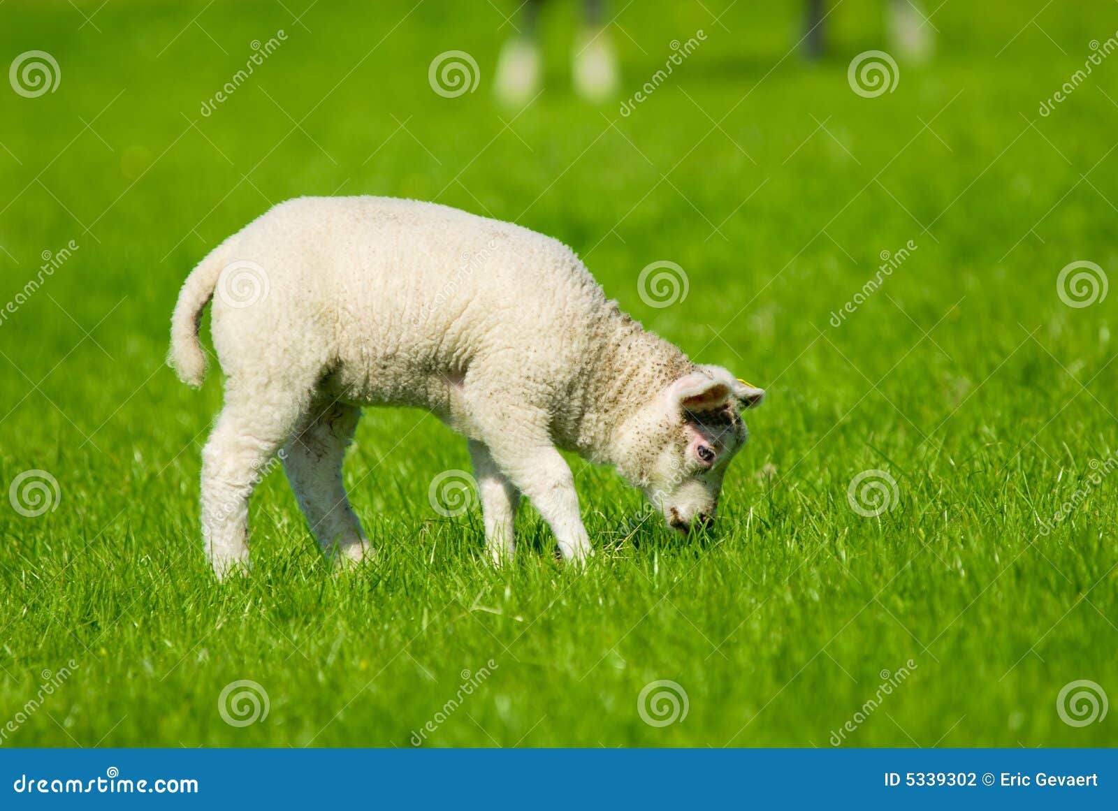 Cute lamb stock photo. Image of infant, farming, born - 5339302