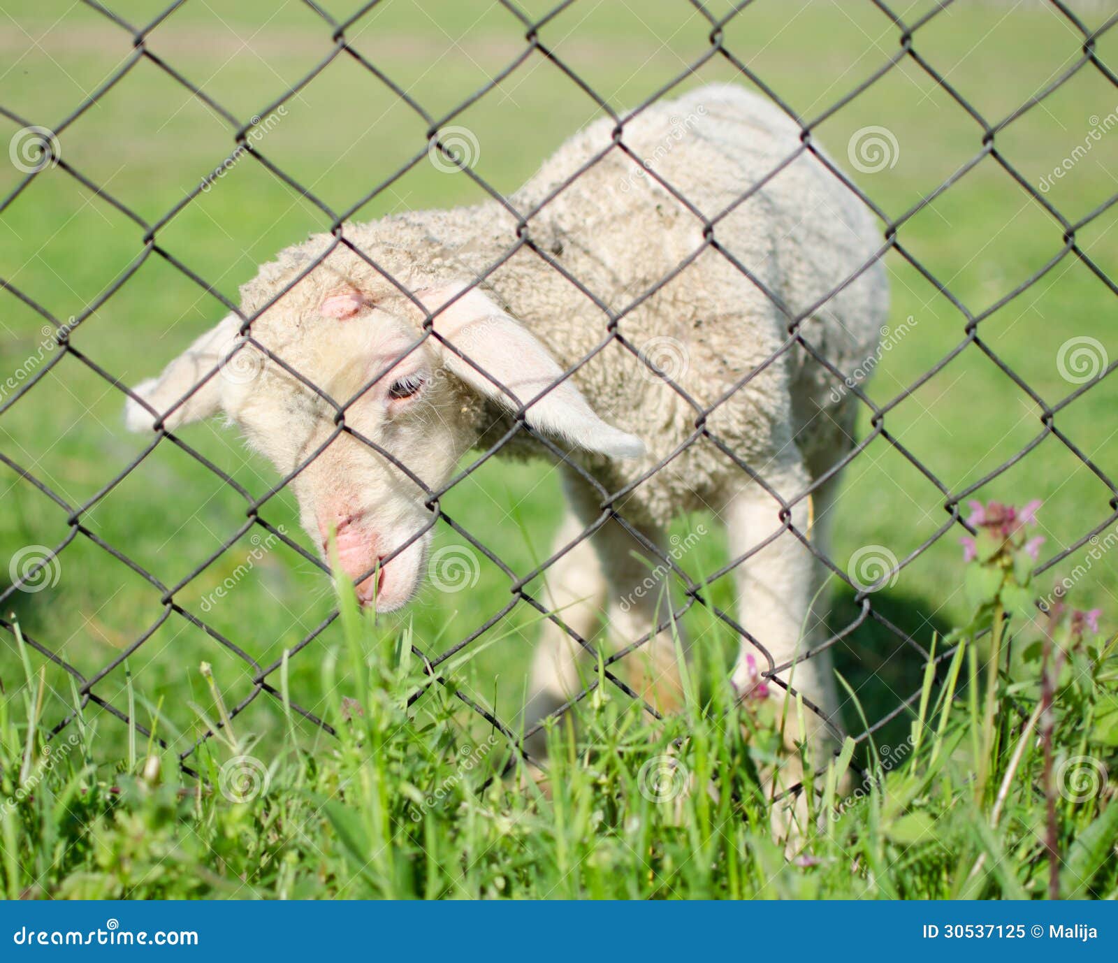 Cute Lamb Behind Wire Fence Stock Image - Image of family, beautiful ...