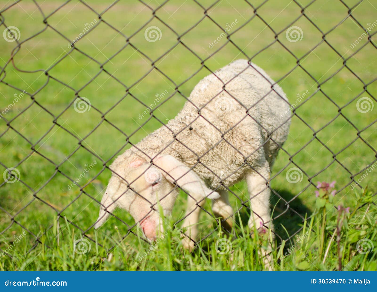 Cute Lamb Behind Wire Fence Stock Photo - Image of funny, cuddly: 30539470