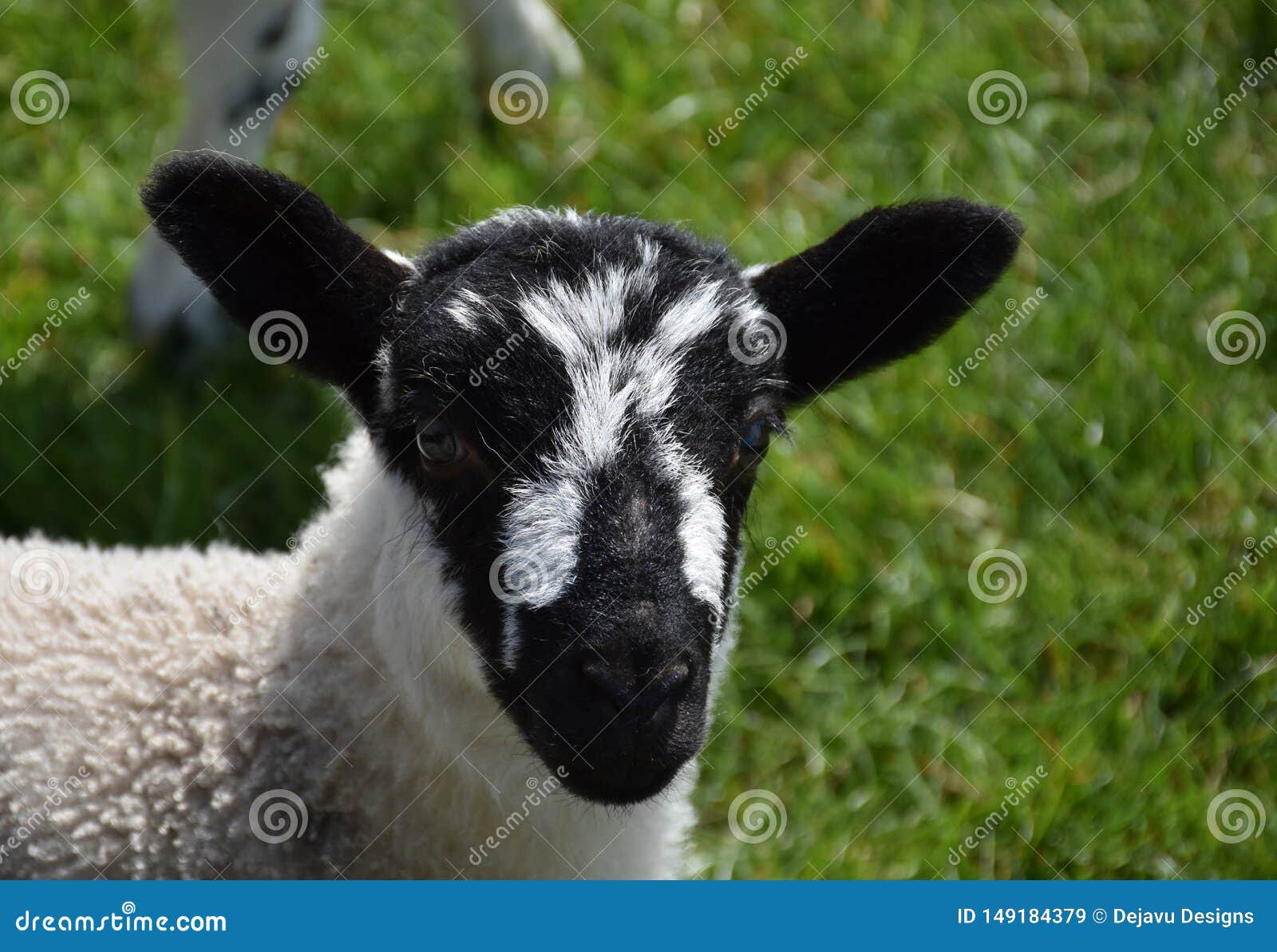 Beulah Speckled-Faced Sheep In Tall Grasses Royalty-Free Stock Photo ...