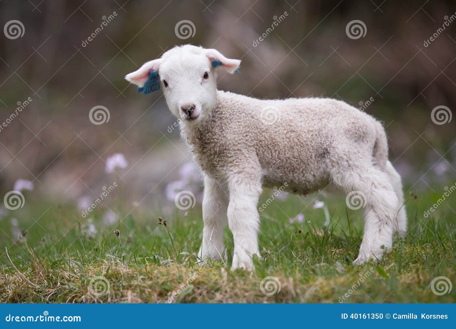 Cute Lamb Royalty-Free Stock Photo | CartoonDealer.com #13212165