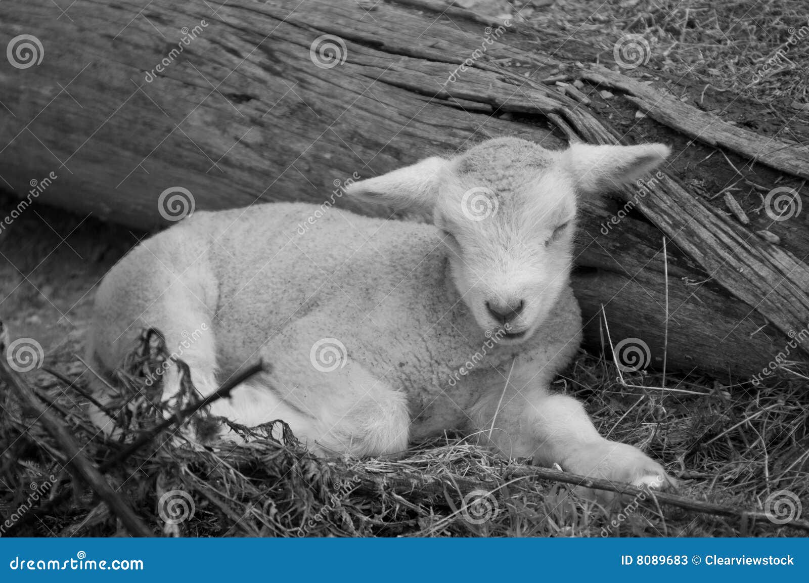 Cute lamb on farm stock image. Image of agriculture, livestock - 8089683