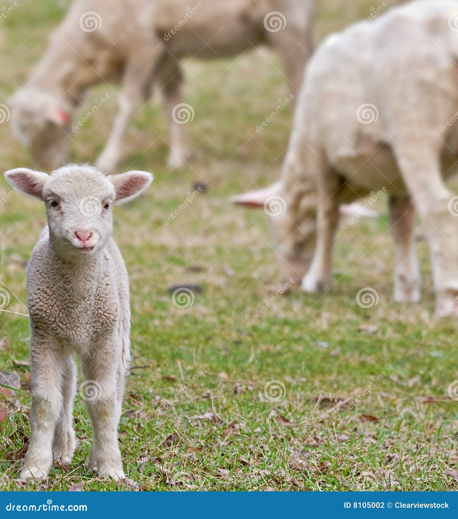 Cute lamb on farm stock photo. Image of young, beautiful - 8105002