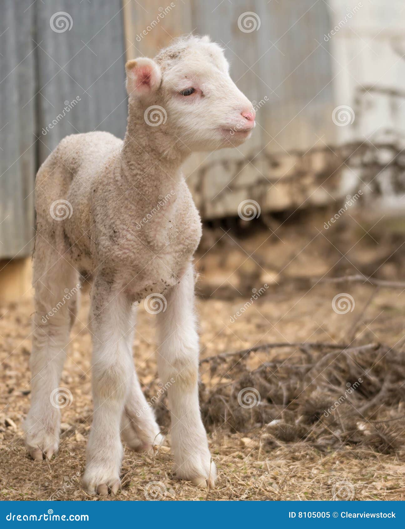 Cute lamb on farm stock image. Image of animal, baby, young - 8105005