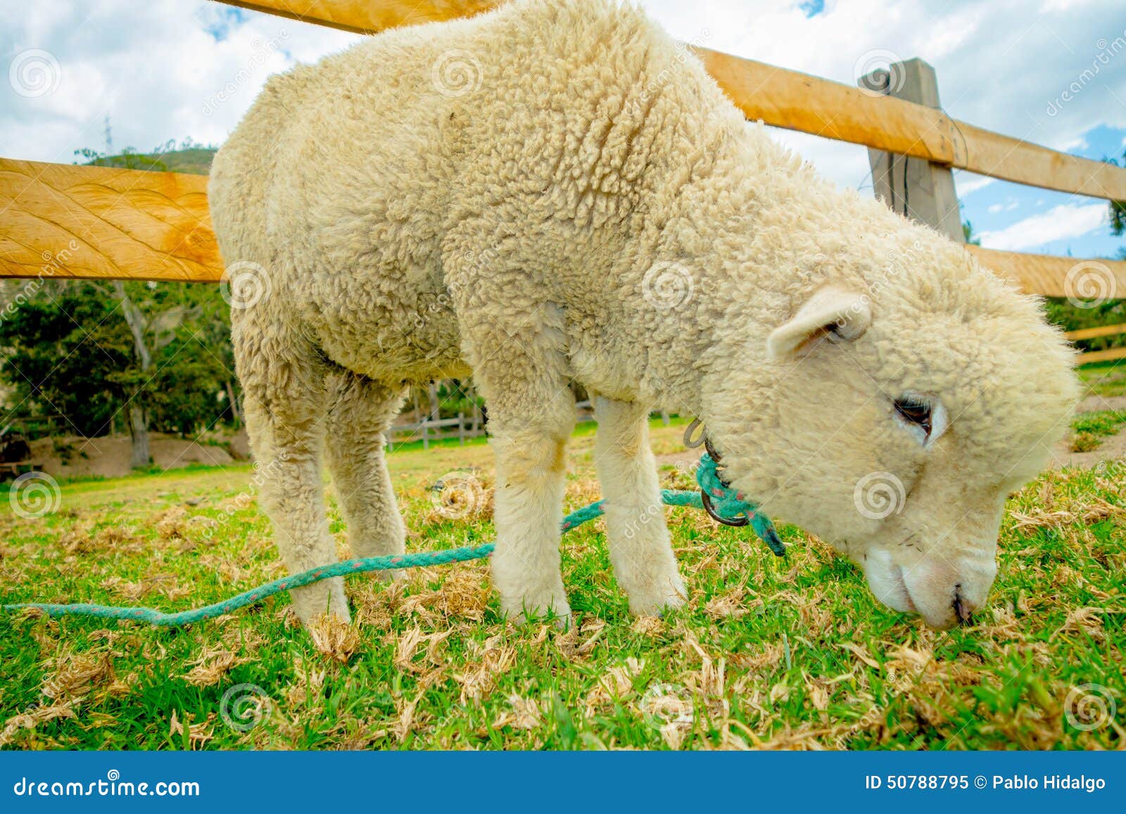 Cute lamb in a farm stock image. Image of baby, lamb - 50788795