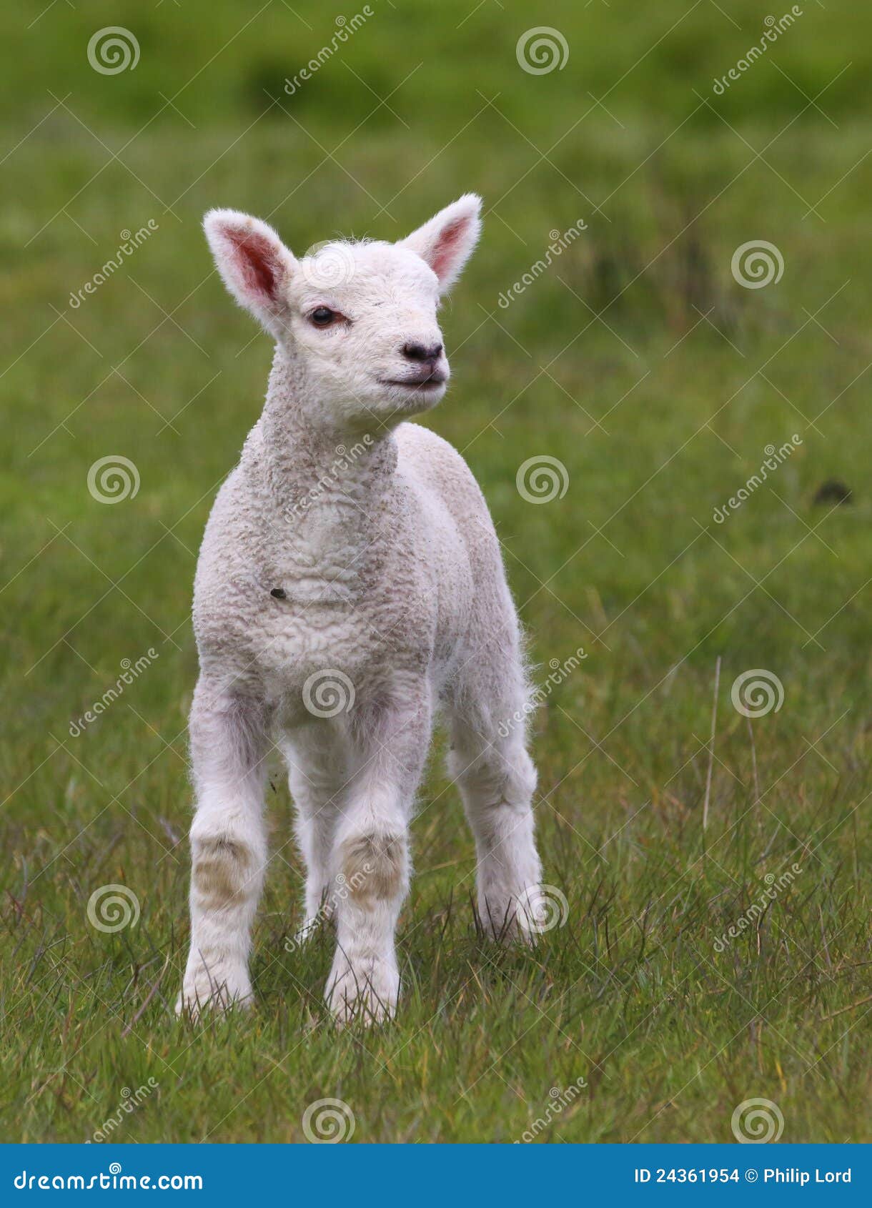 Cute lamb on field stock photo. Image of ruminant, fleece - 24361954