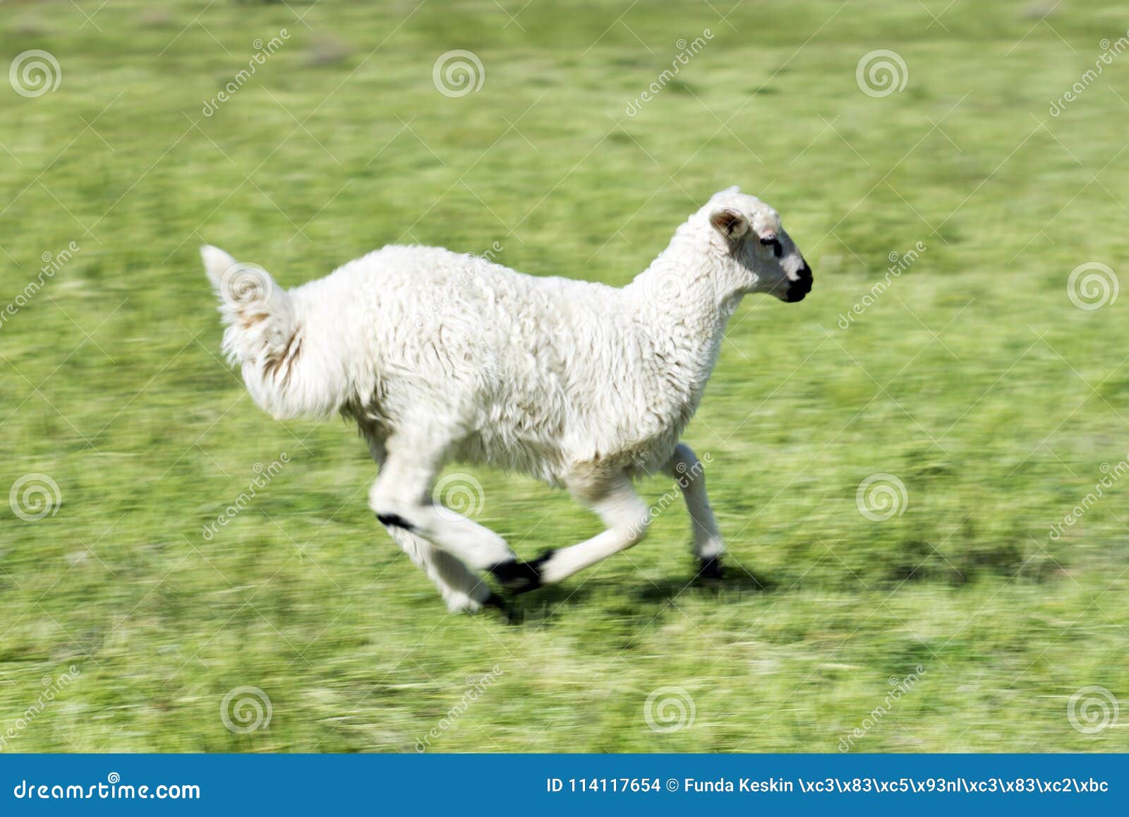 Cute Lamb on Field in Spring Stock Photo - Image of animal, bounce ...