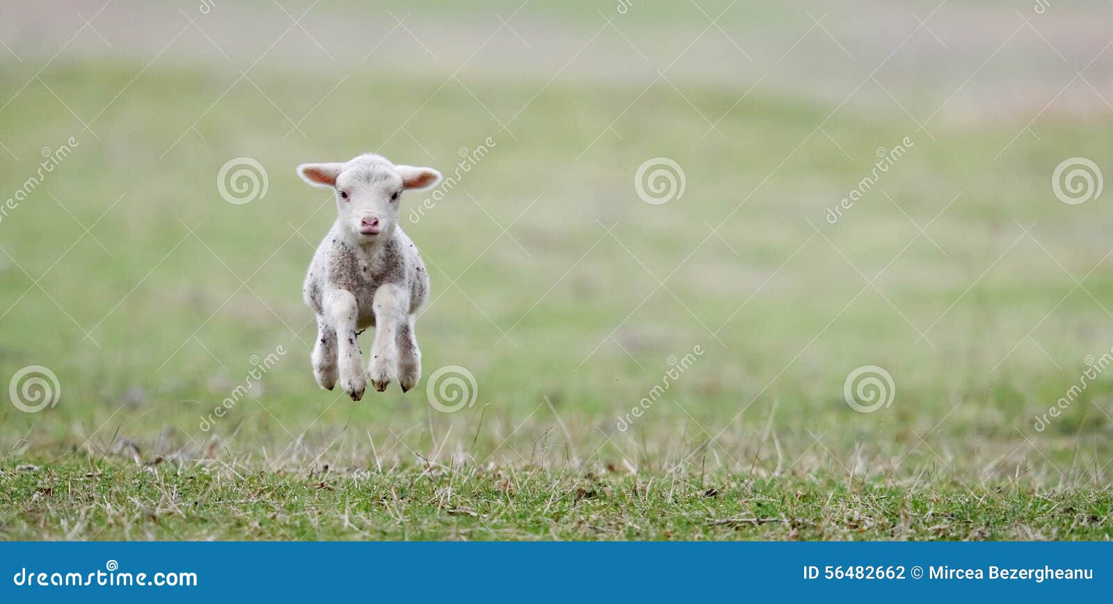 Cute Lamb on Field in Spring Stock Photo - Image of merino, pattern ...