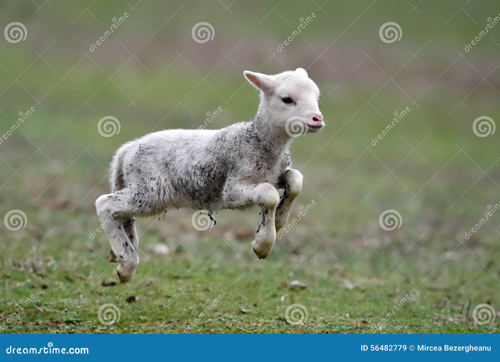 Cute Lamb on Field in Spring Stock Image - Image of cute, life: 56482779