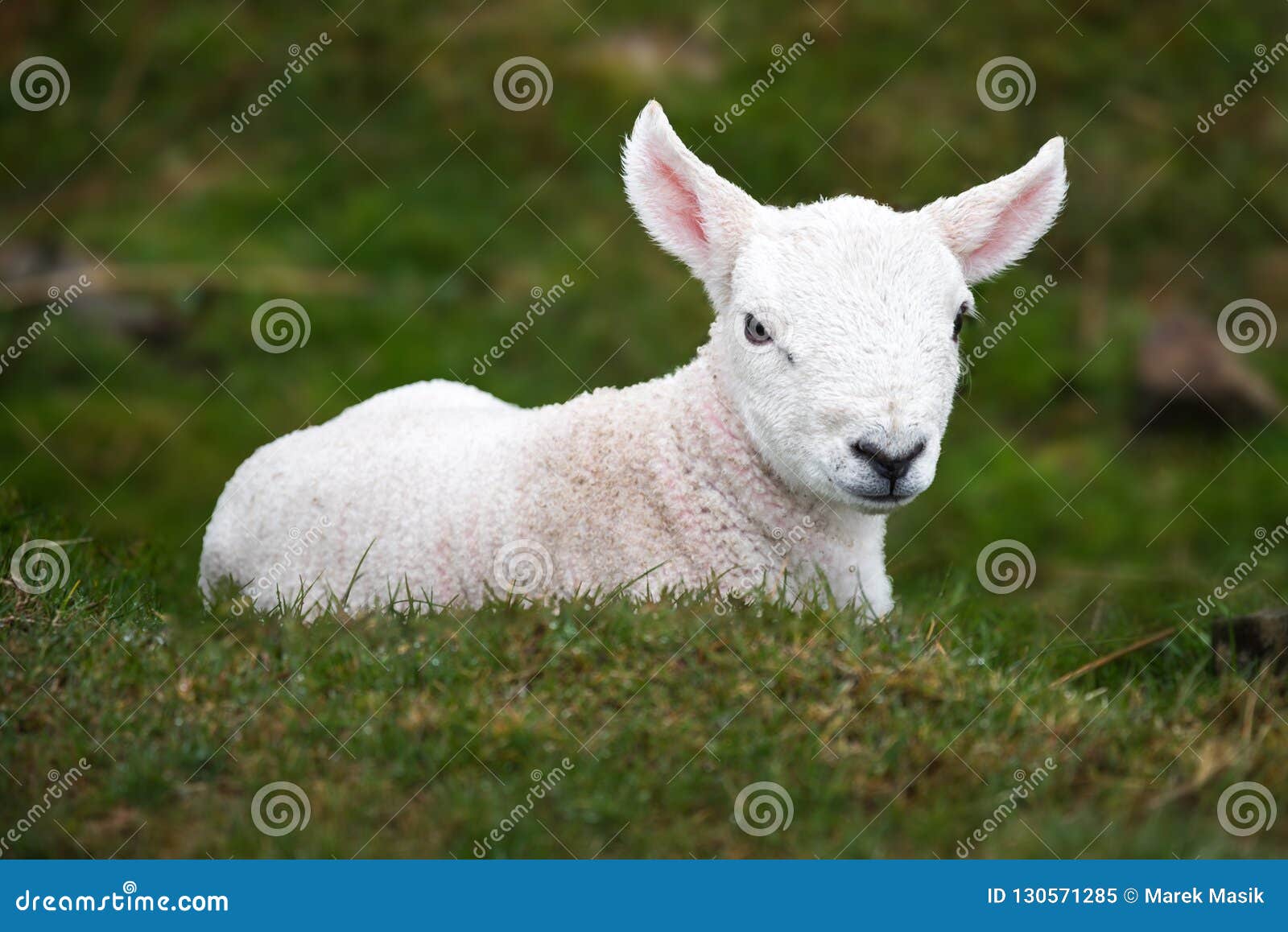Cute small lamb on grass stock image. Image of farming - 130571285