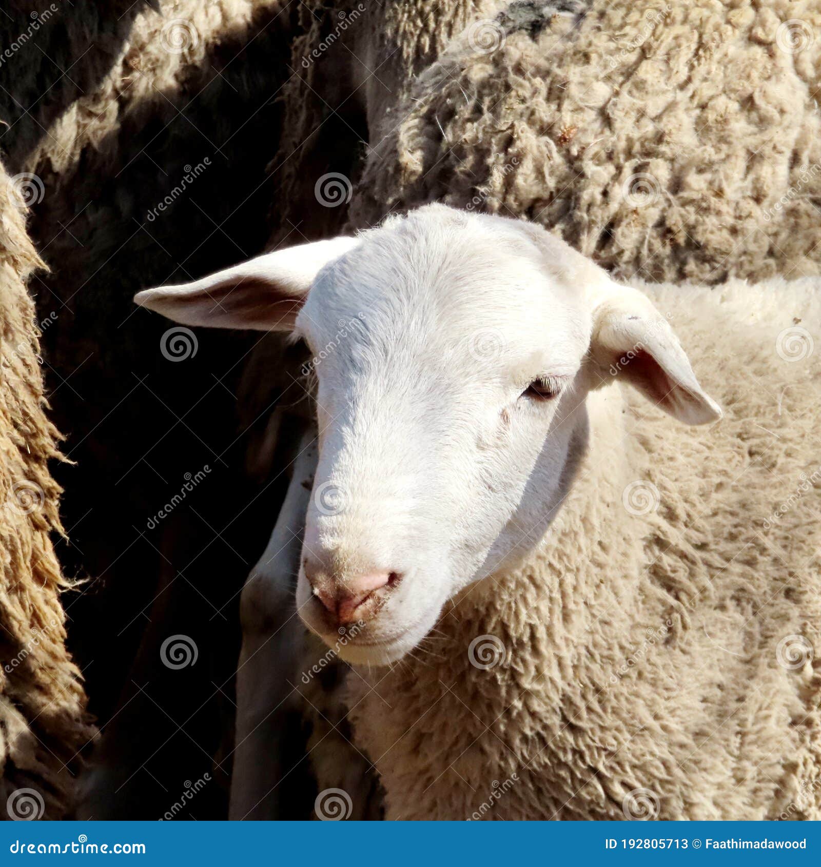 Fluffy Sheep Royalty-Free Stock Photography | CartoonDealer.com #61859735