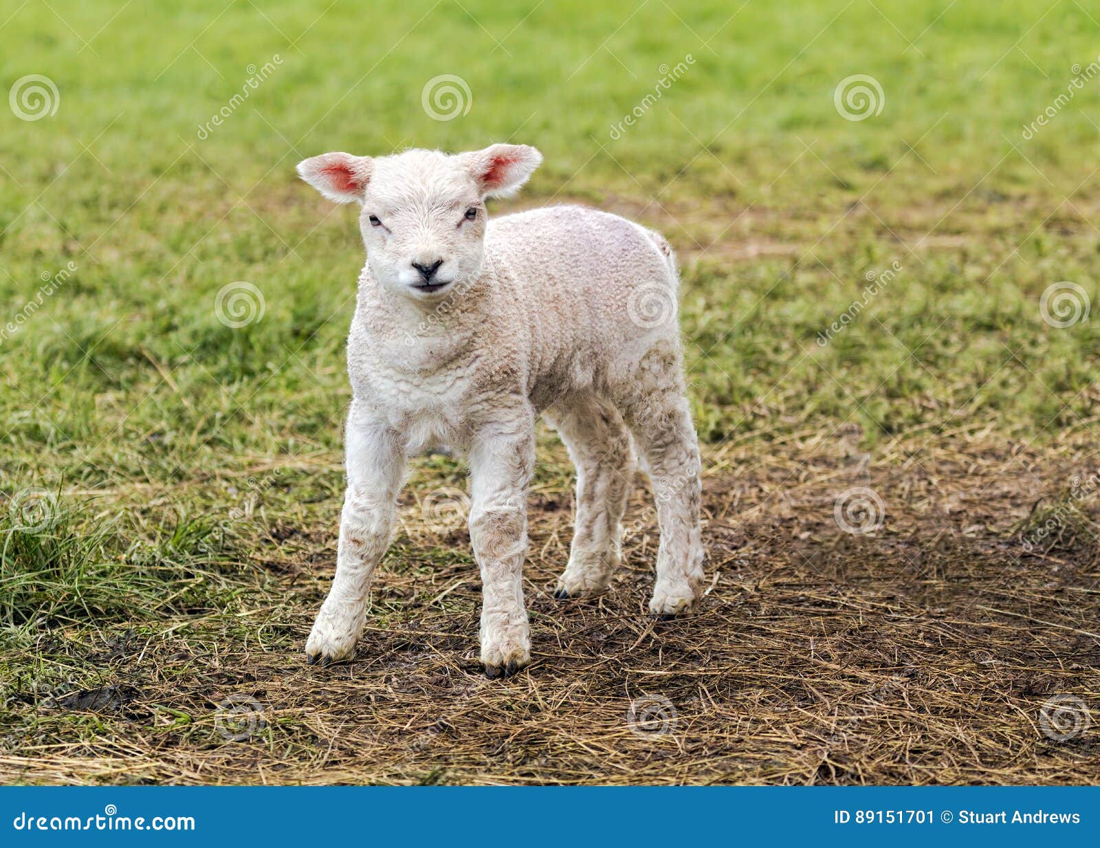 A cute Lamb. stock image. Image of fleece, sheep, meat - 89151701