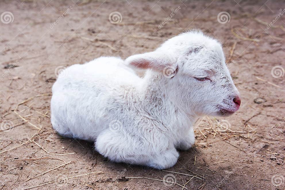 Cute lamb. Small lamb stock image. Image of ground, ears - 148380739