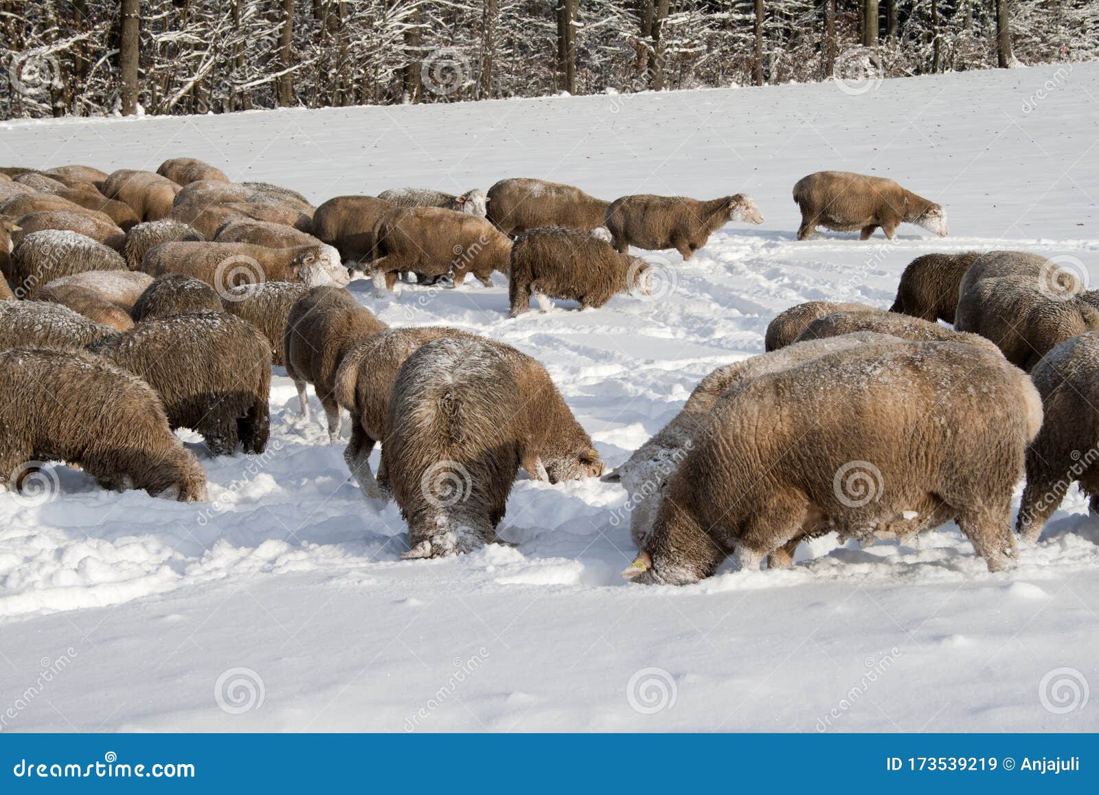 Cute Lamb in Snow with Many Sheep in Winter Meadow Stock Image - Image ...