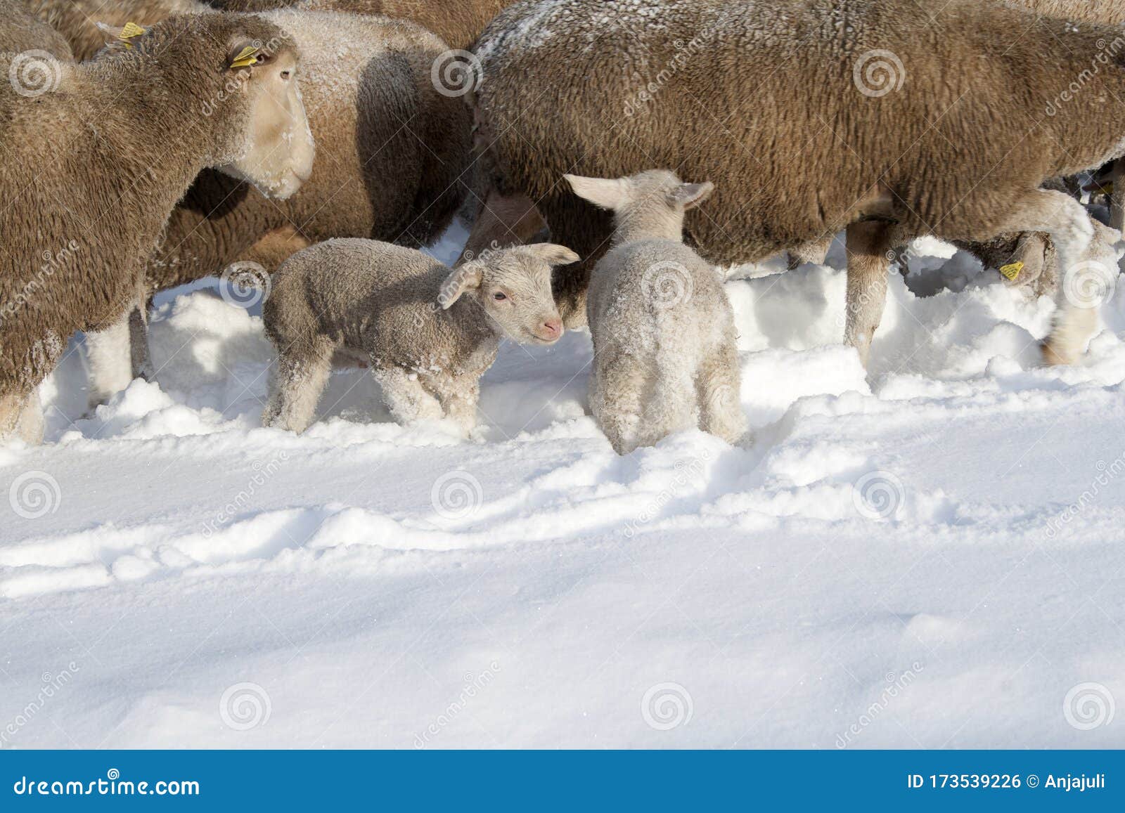 Cute Lamb in Snow with Many Sheep in Winter Meadow Stock Photo - Image ...