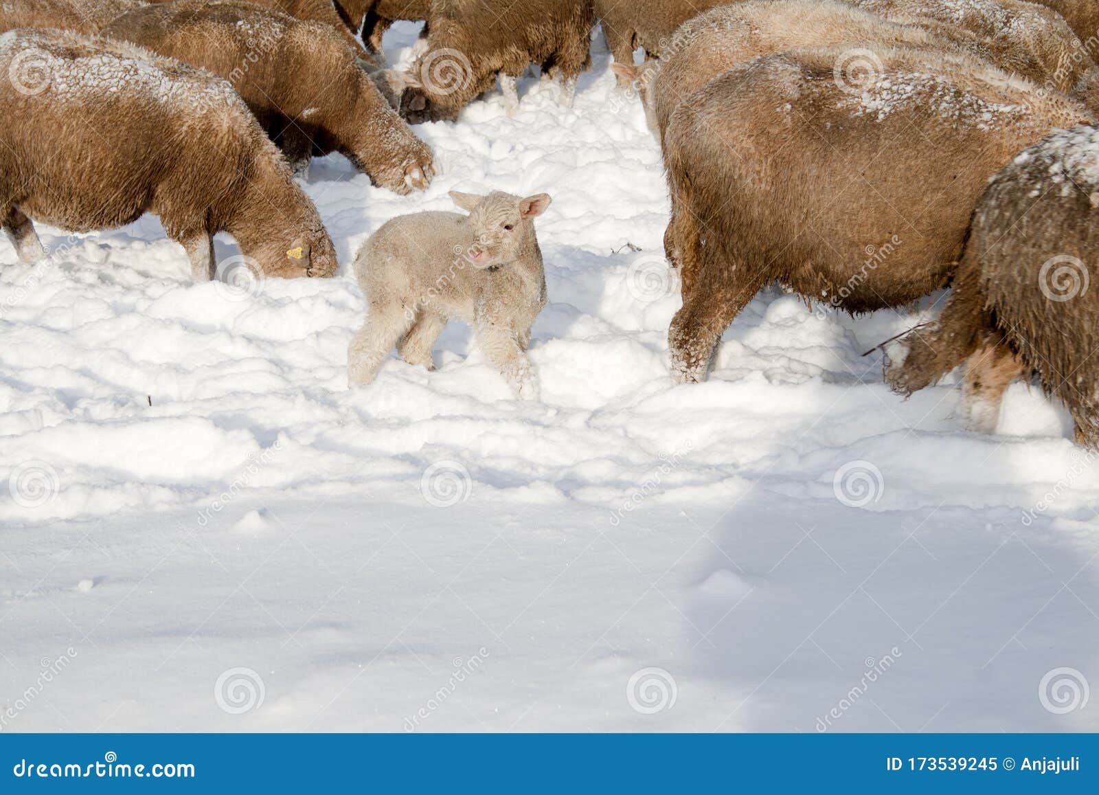 Cute Lamb in Snow with Many Sheep in Winter Meadow Stock Image - Image ...