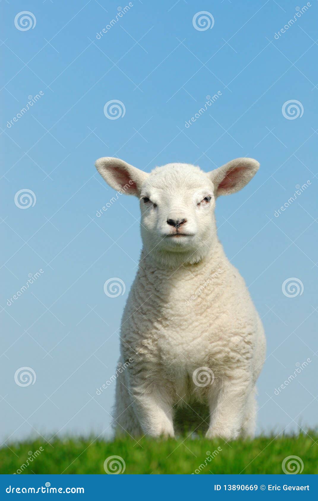 Cute lamb in spring stock image. Image of farming, friendly - 13890669