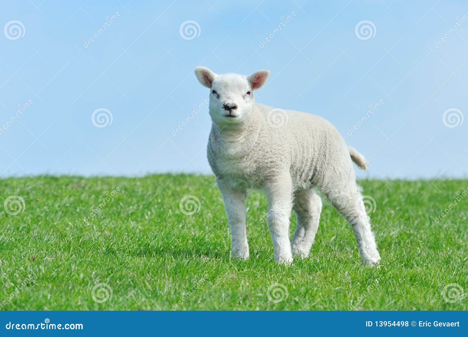 Cute Lamb Stock Photography | CartoonDealer.com #43951064