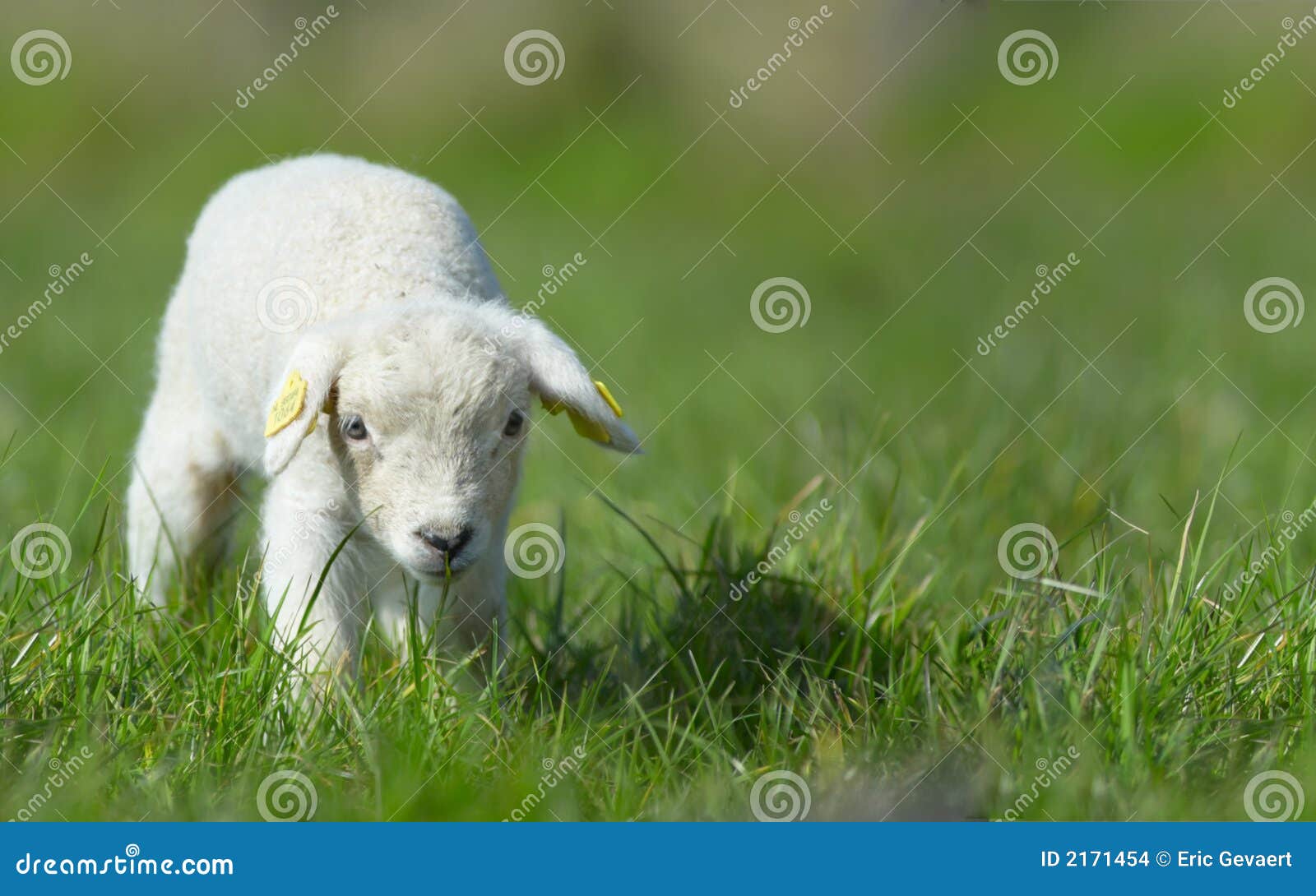 Cute Lamb Royalty-Free Stock Photo | CartoonDealer.com #13362465