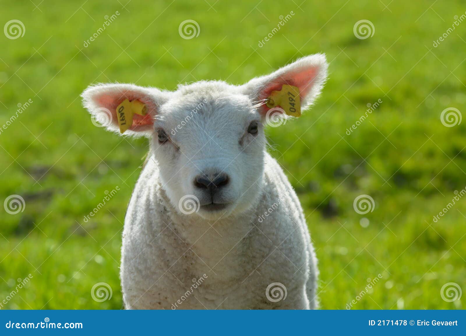 Cute lamb in spring stock photo. Image of grass, natural - 2171478