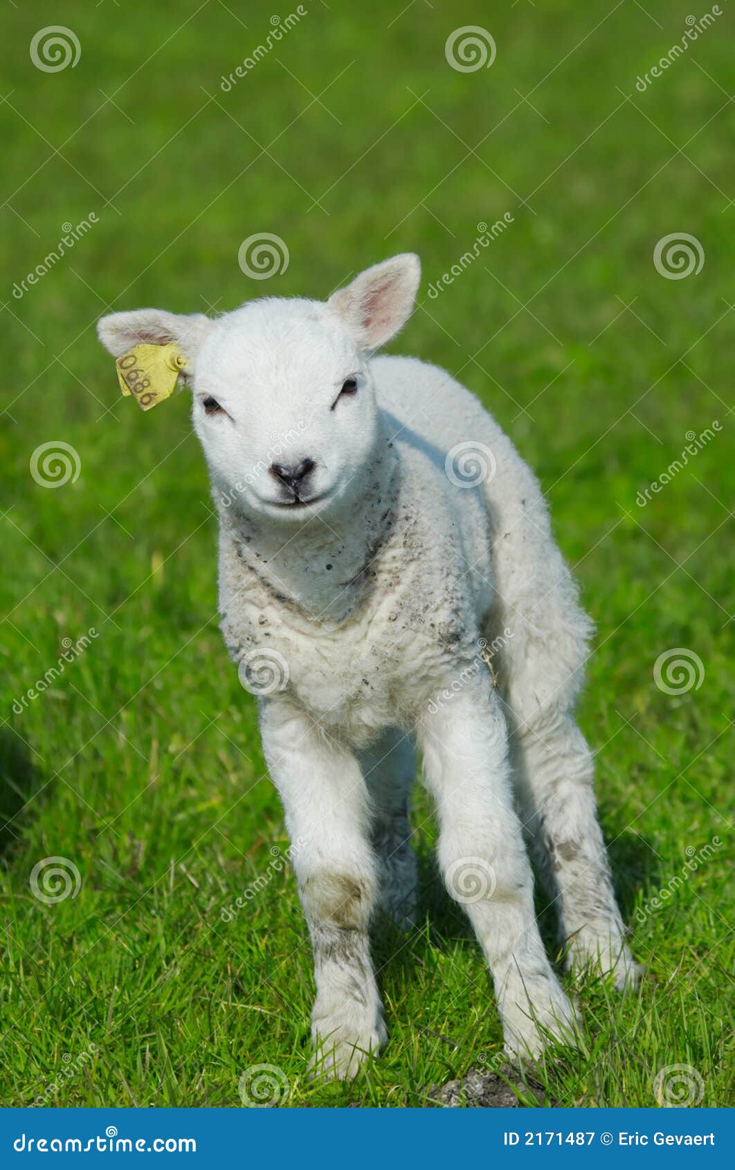 Cute lamb in spring stock image. Image of cute, innocent - 2171487