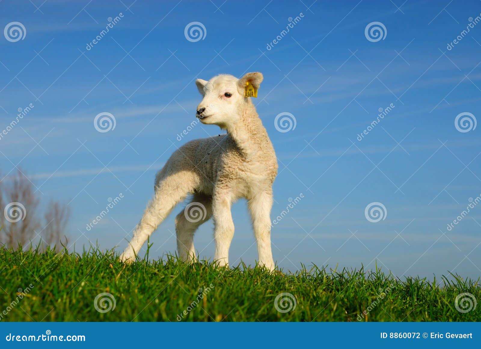Cute lamb in spring stock photo. Image of farm, friendly - 8860072