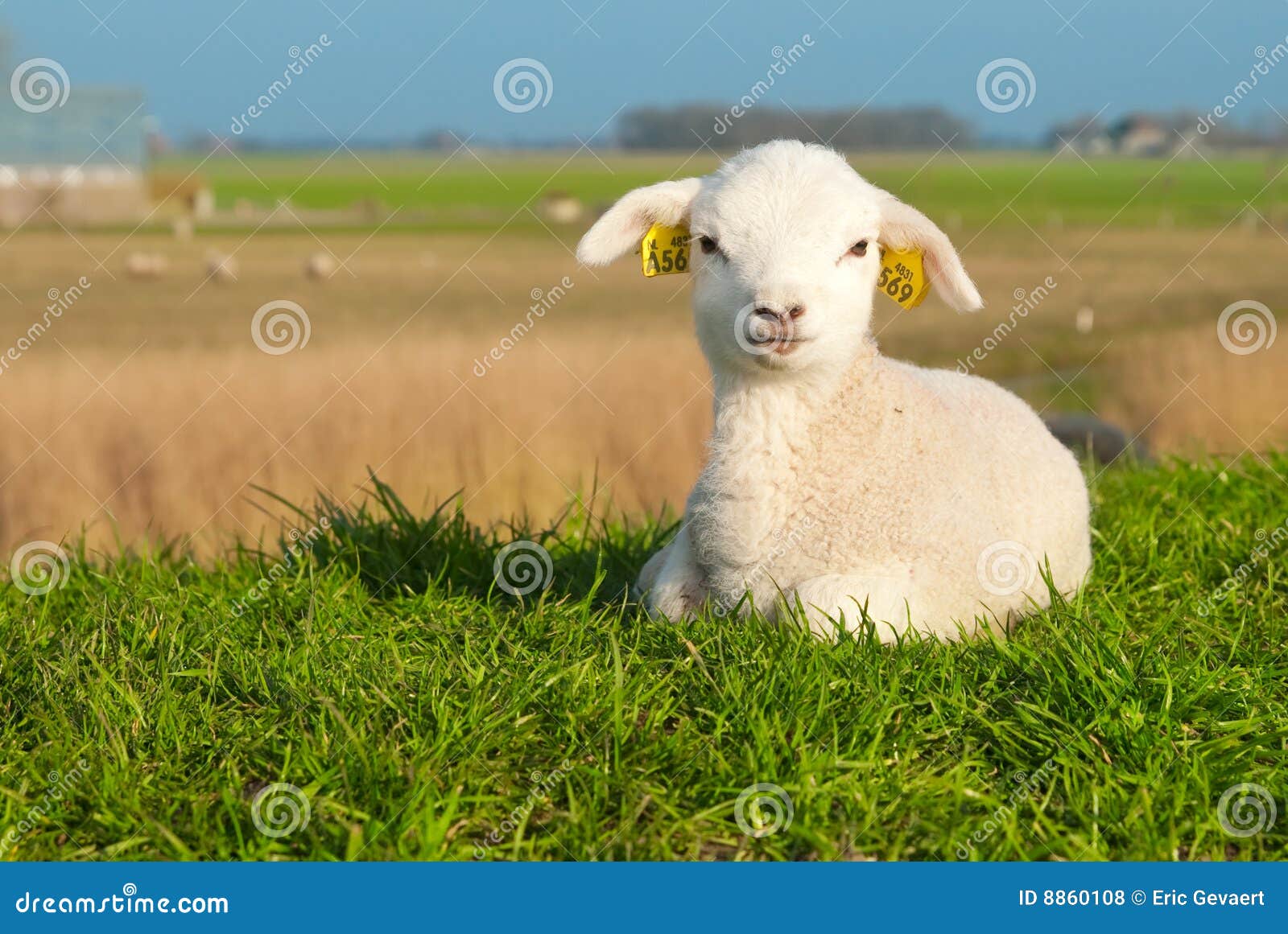 Cute Lamb Royalty-Free Stock Photo | CartoonDealer.com #13362465
