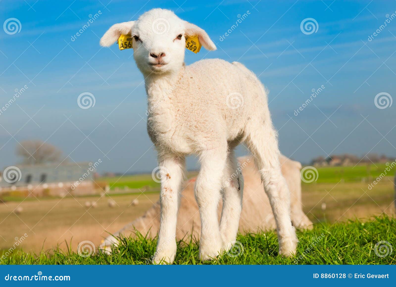 Cute lamb in spring stock photo. Image of born, naivety - 8860128
