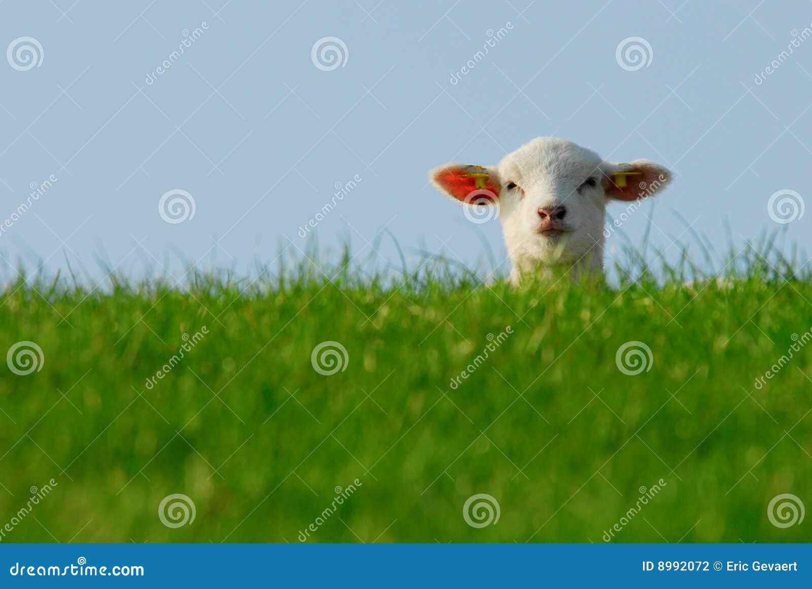 Cute lamb in spring stock photo. Image of ears, cloud - 8992072