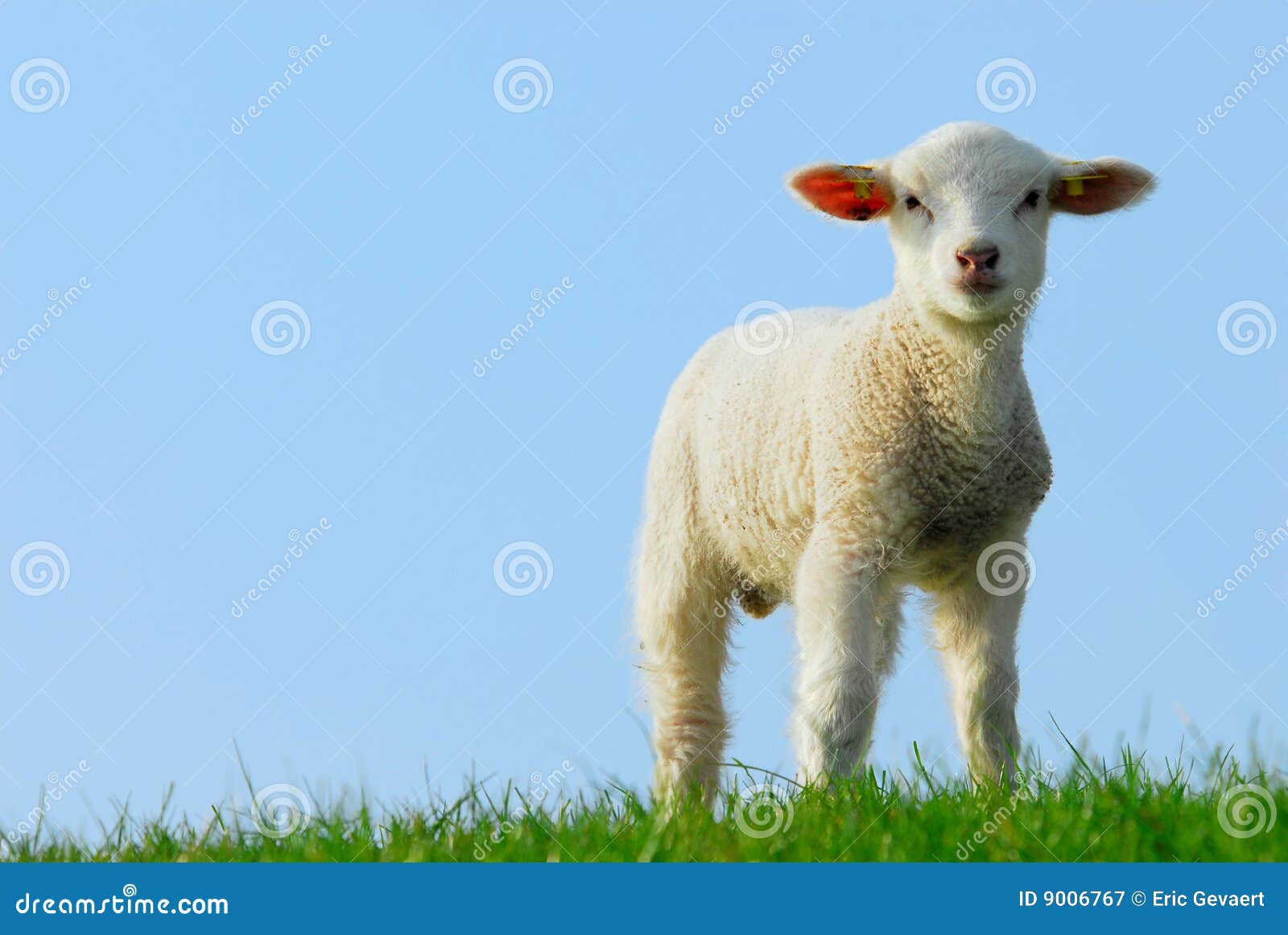 Cute lamb in spring stock image. Image of cute, lamb, born - 9006767