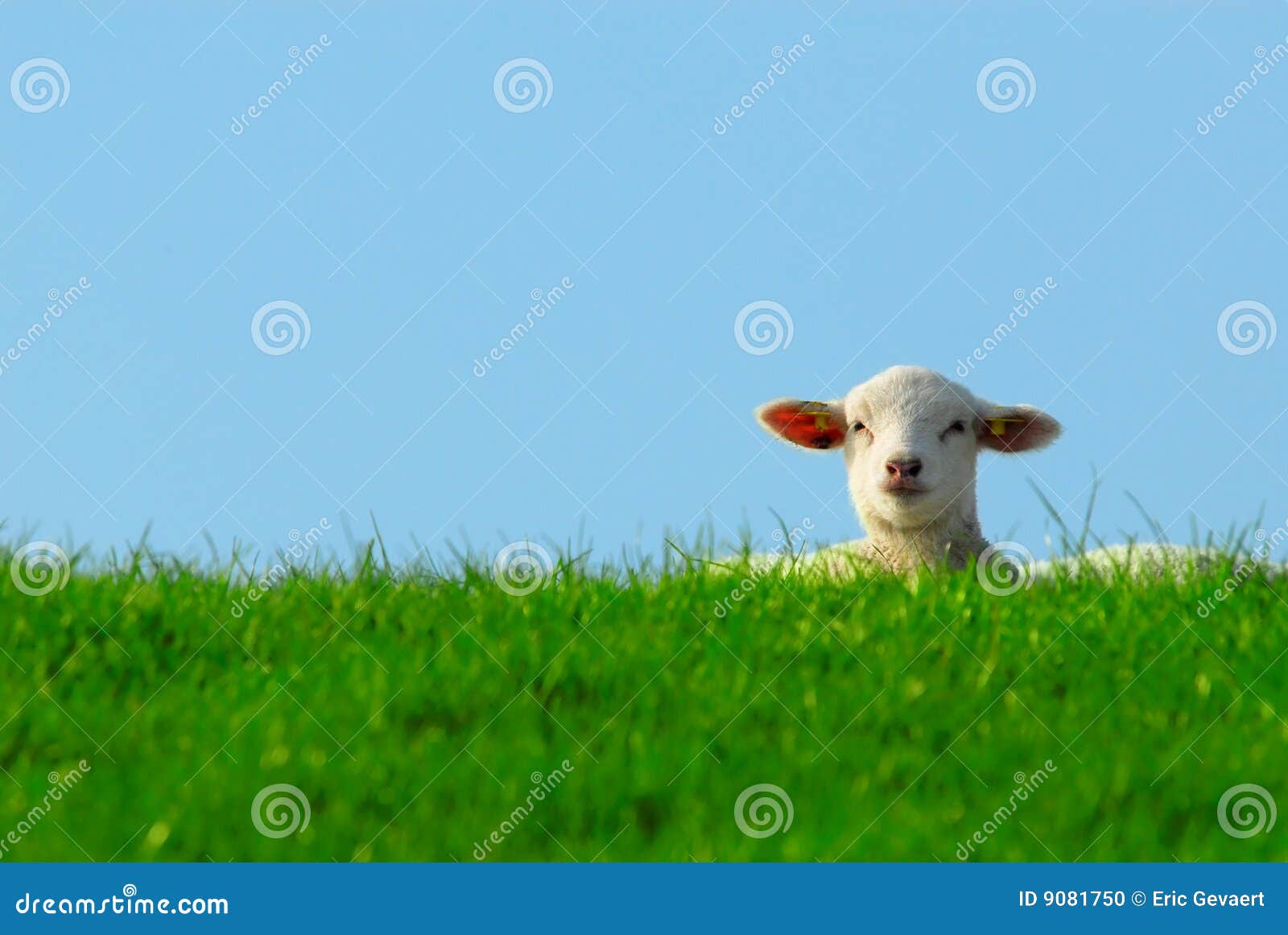 Cute lamb in spring stock photo. Image of cute, infant - 9081750