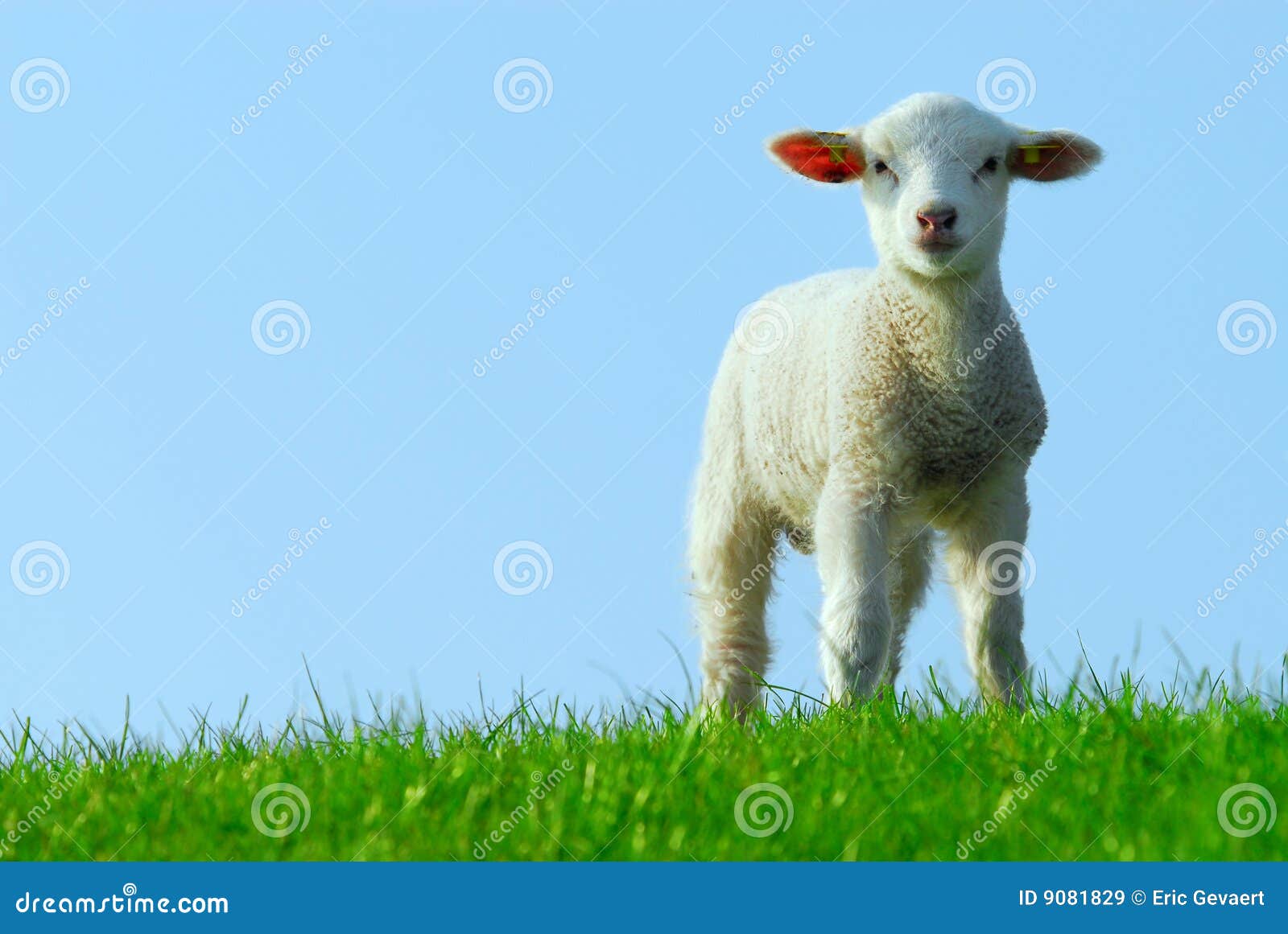 Cute lamb in spring stock image. Image of agriculture - 9081829