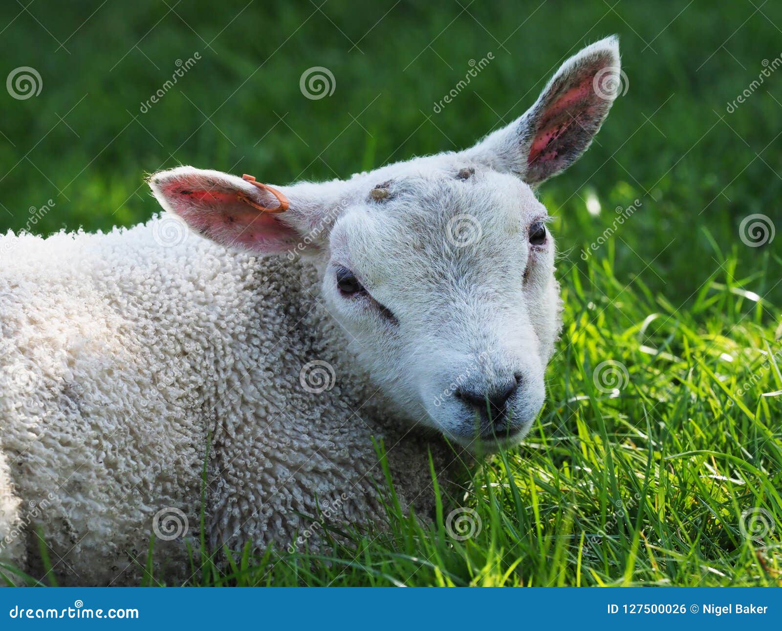 Cute Lamb stock photo. Image of farming, sheep, meat - 127500026