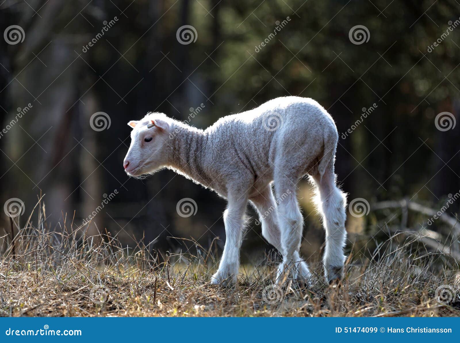 Cute lamb standing stock image. Image of infant, cute - 51474099
