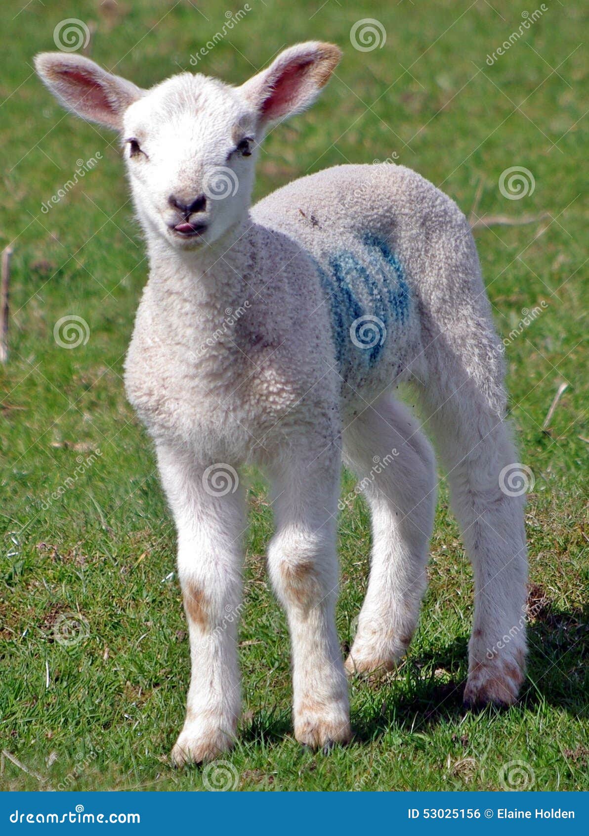 Cute Lamb stock photo. Image of young, field, lamb, spring - 53025156