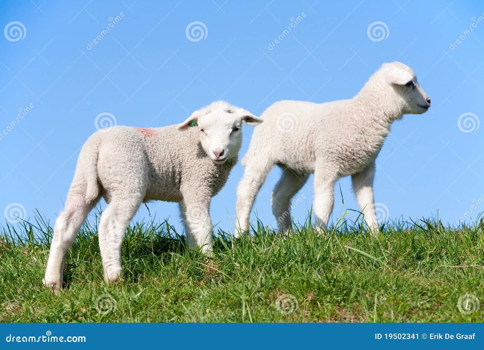 Cute lambs stock image. Image of life, meadow, mammal - 19502341
