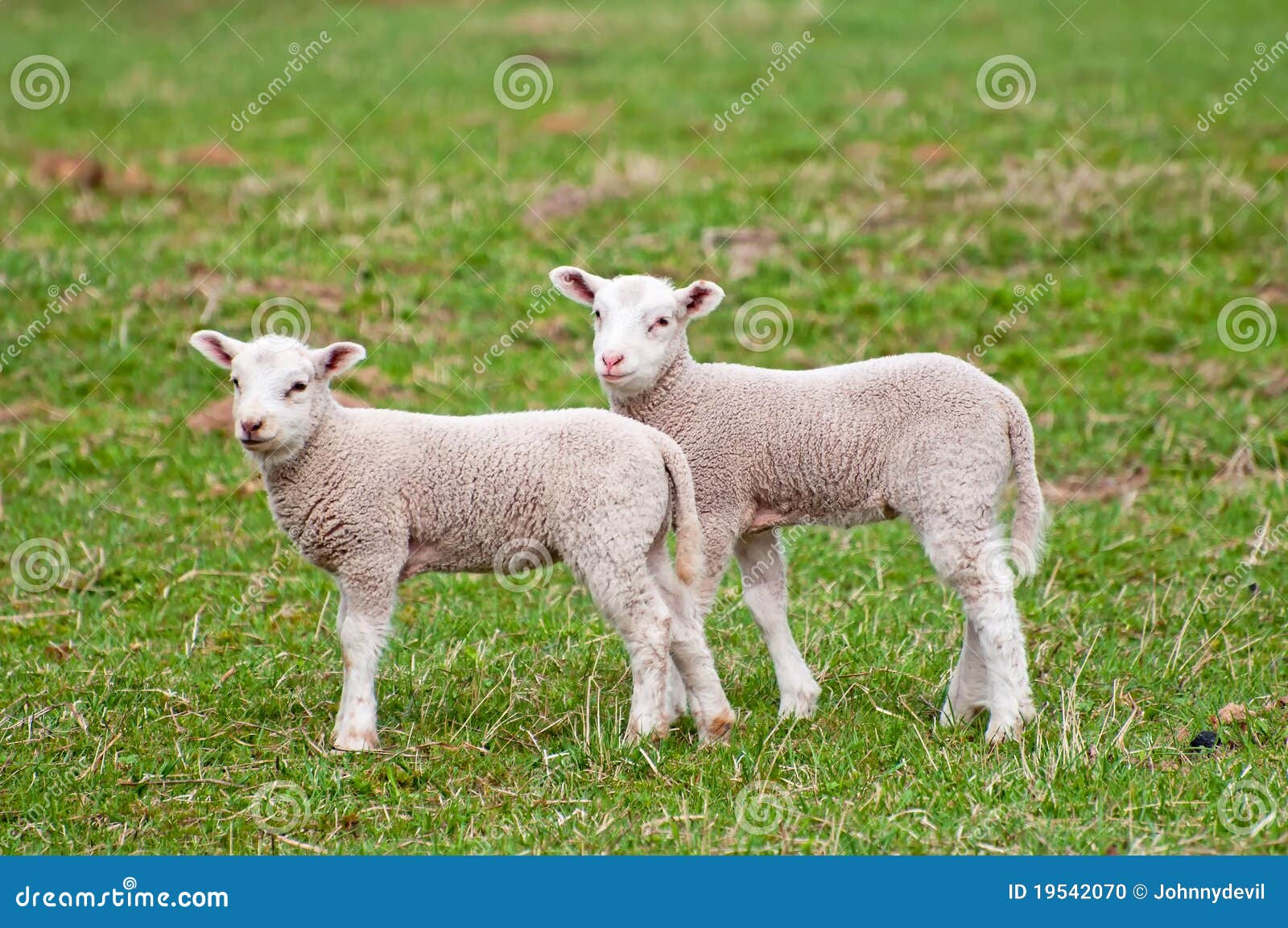 Cute Lambs stock photo. Image of grass, face, green, lamb - 19542070