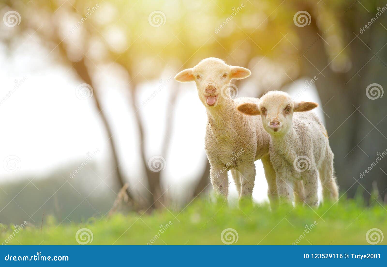 Cute Lambs on Field in Spring Stock Photo - Image of mammal, grass ...