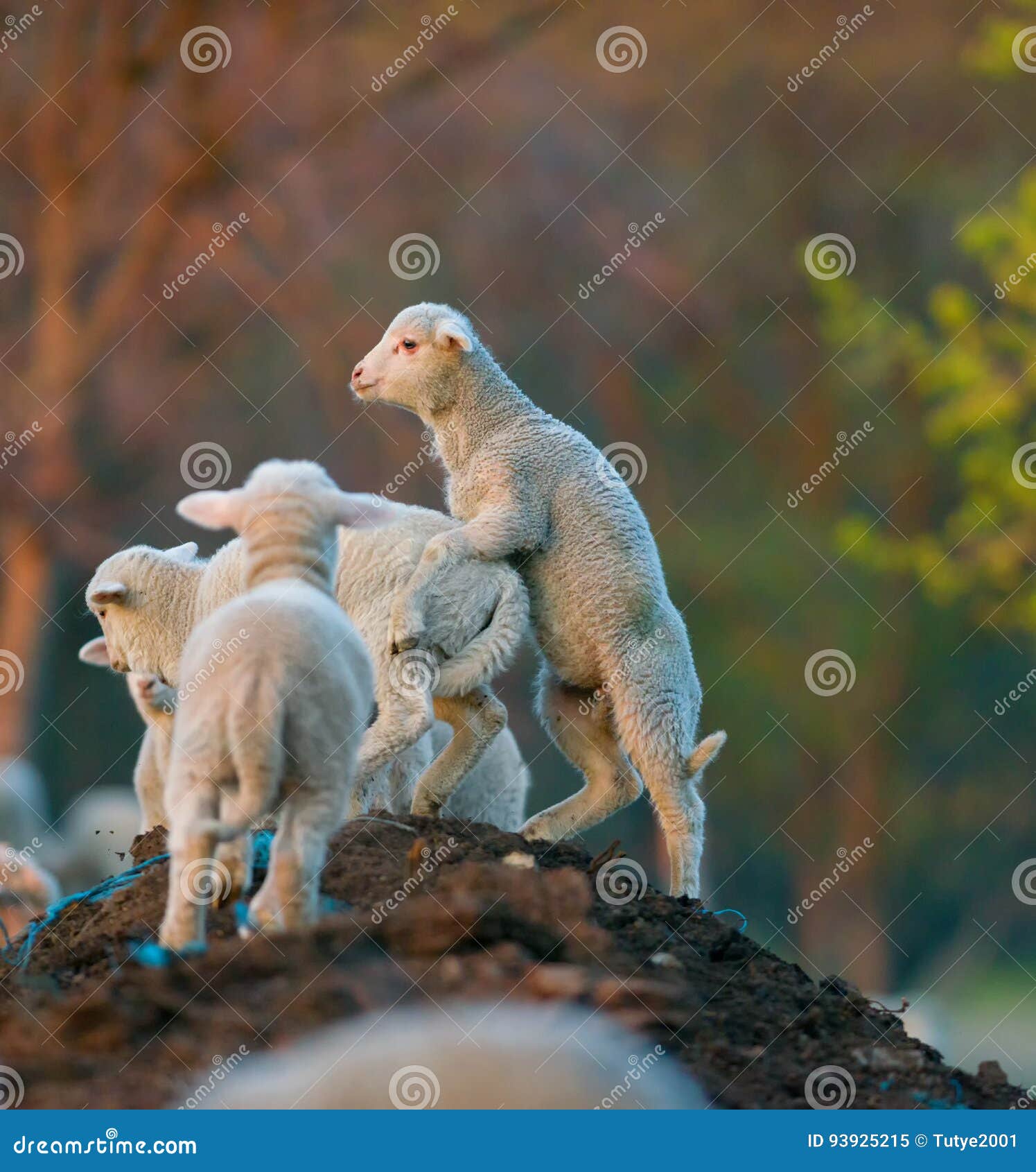 Cute Lambs Playing at Farm in Spring Stock Image - Image of young, time ...