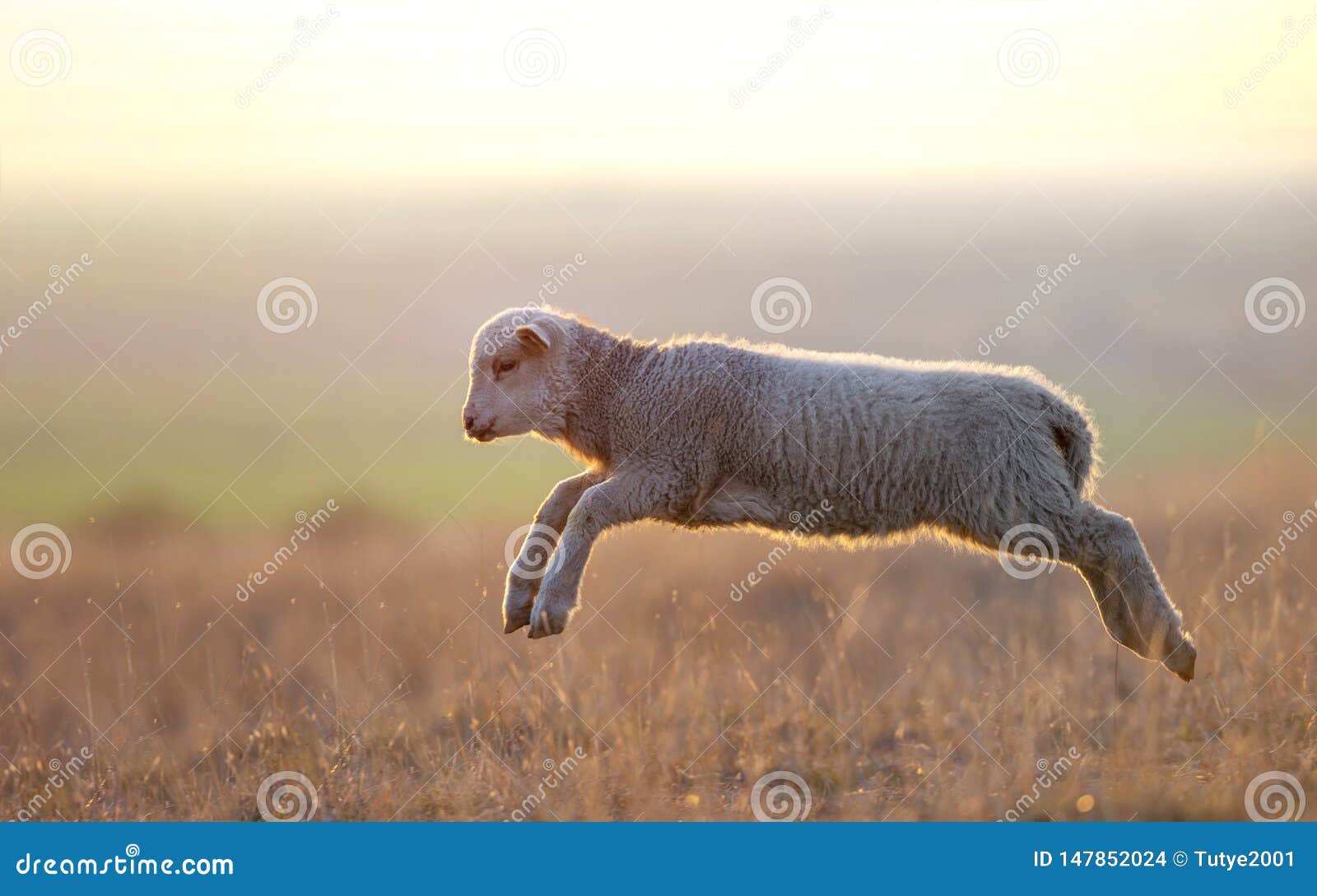 Cute Lambs Running on Field in Spring Stock Photo - Image of rural ...