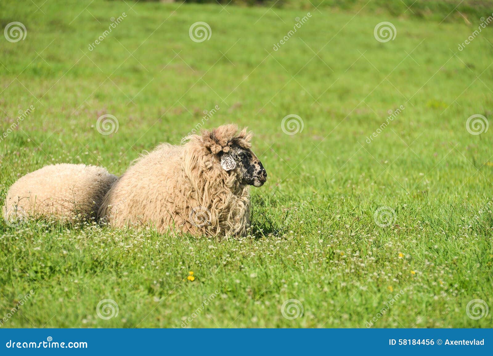 Cute Lambs Sleeping Down in the Meadow after a Good Meal Stock Photo ...