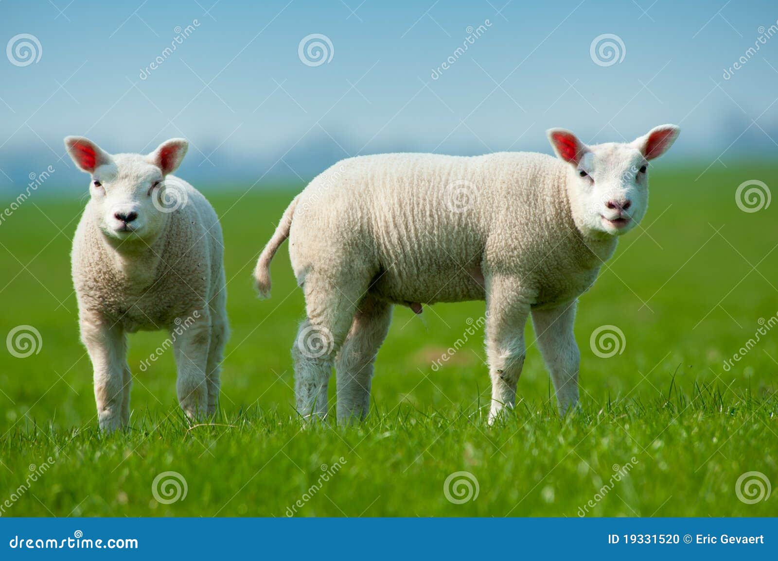 Cute lambs in spring stock photo. Image of blue, grass - 19331520