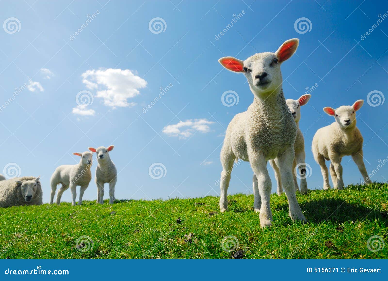 Cute lambs in spring stock image. Image of blue, grass - 5156371