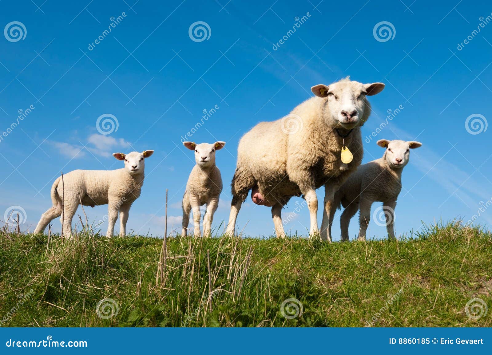 Cute lambs in spring stock image. Image of friendly, cloud - 8860185