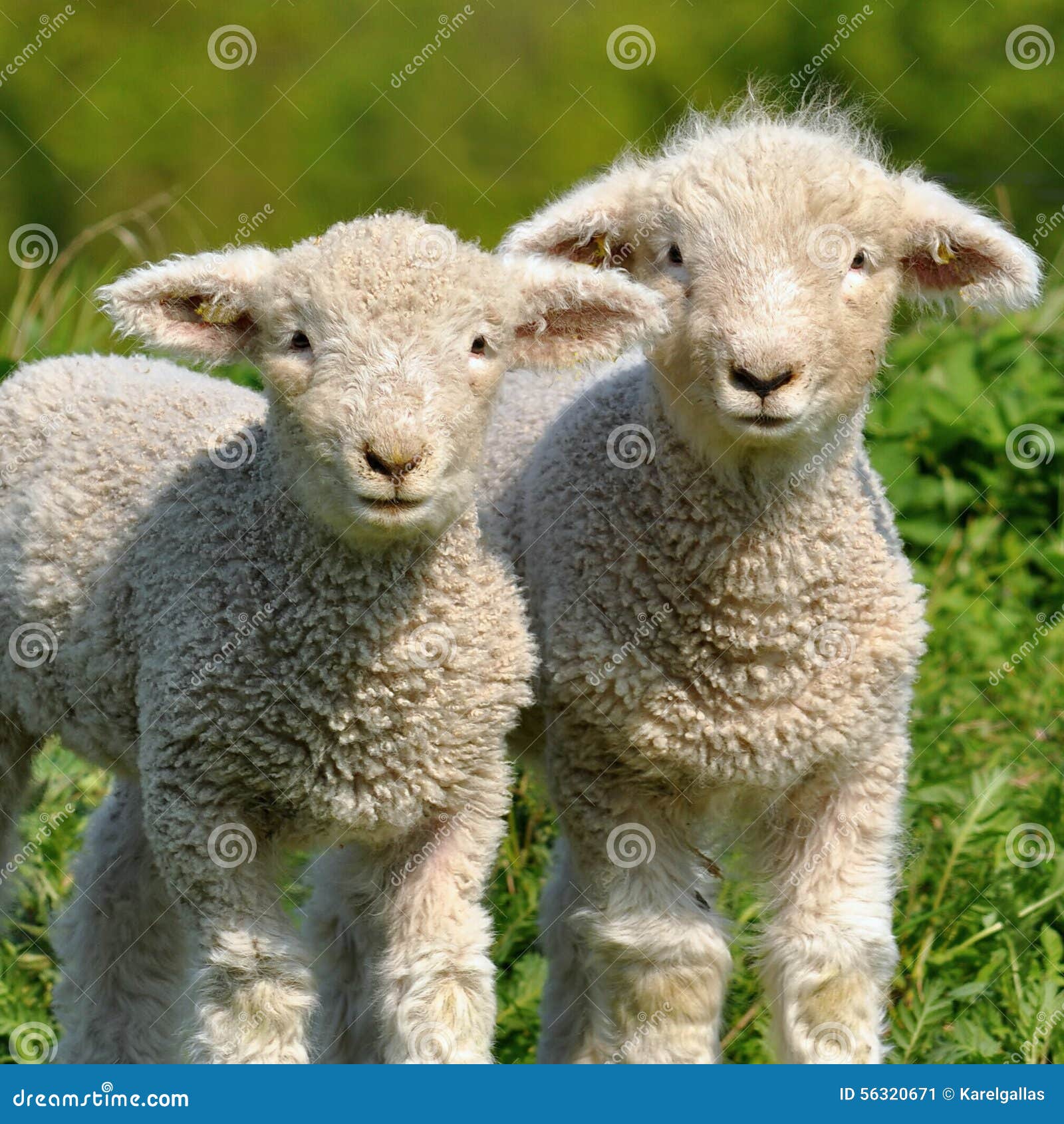 Cute lambs stock image. Image of white, wool, lamb, meadow - 56320671