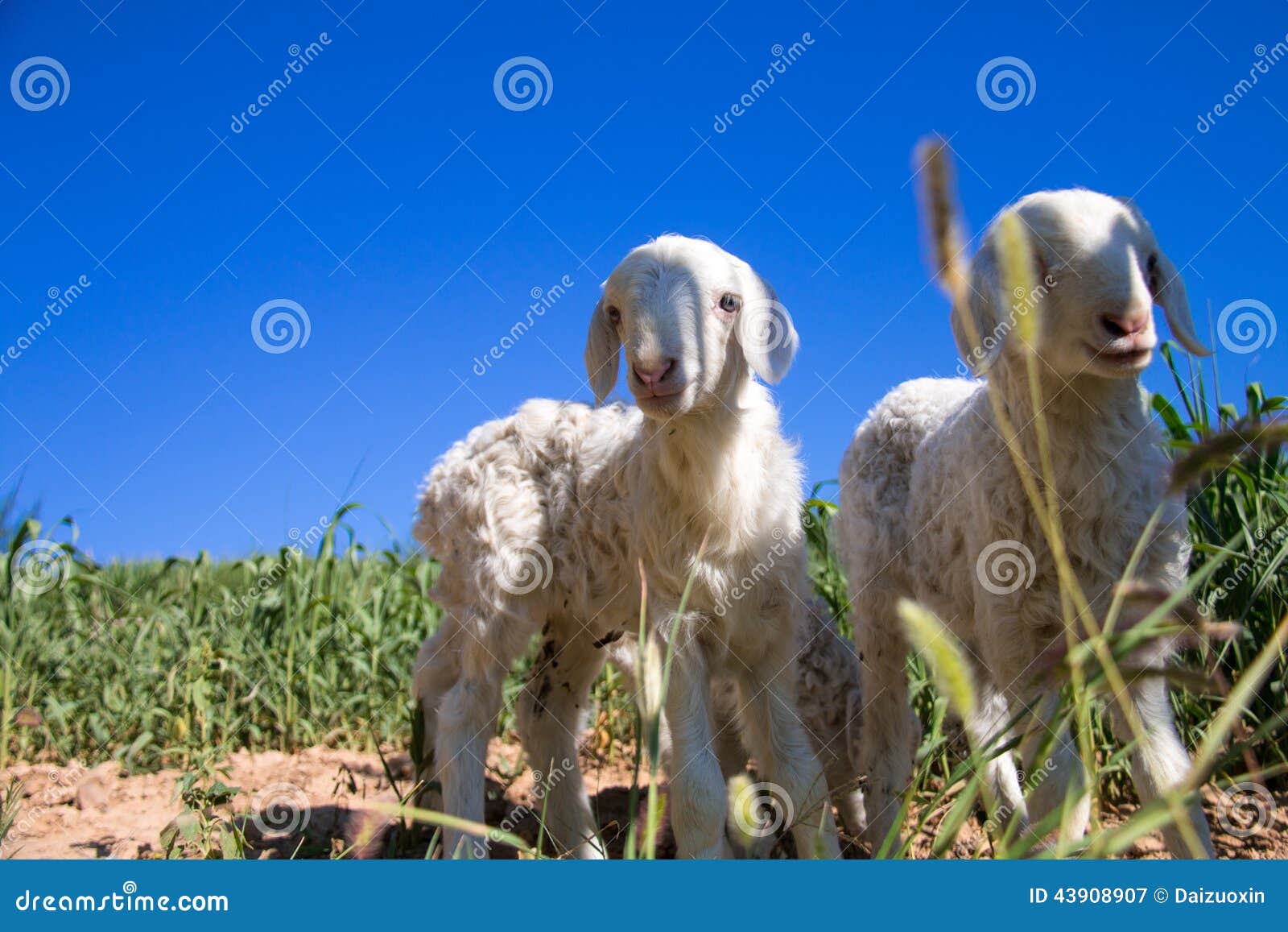 Cute Lambs stock image. Image of elegance, curiosity - 43908907