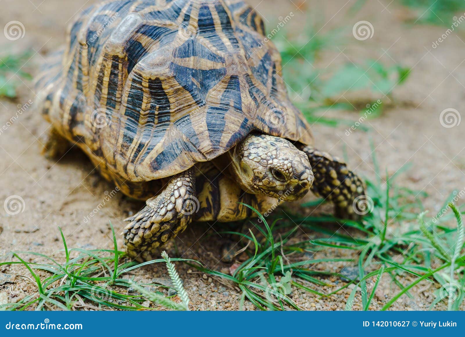 Cute Land Turtle on Ground in a Forest Stock Image - Image of portrait ...