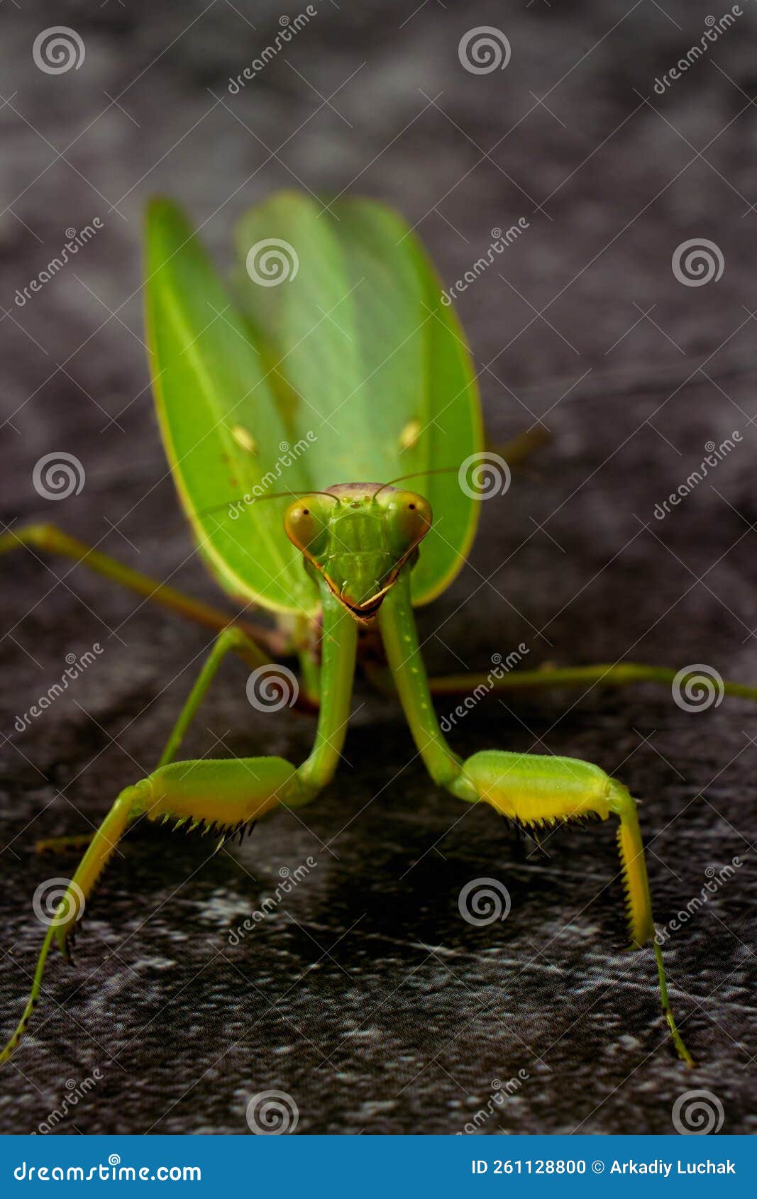 Cute Large Green Praying Mantis on a Dark Background Stock Photo ...
