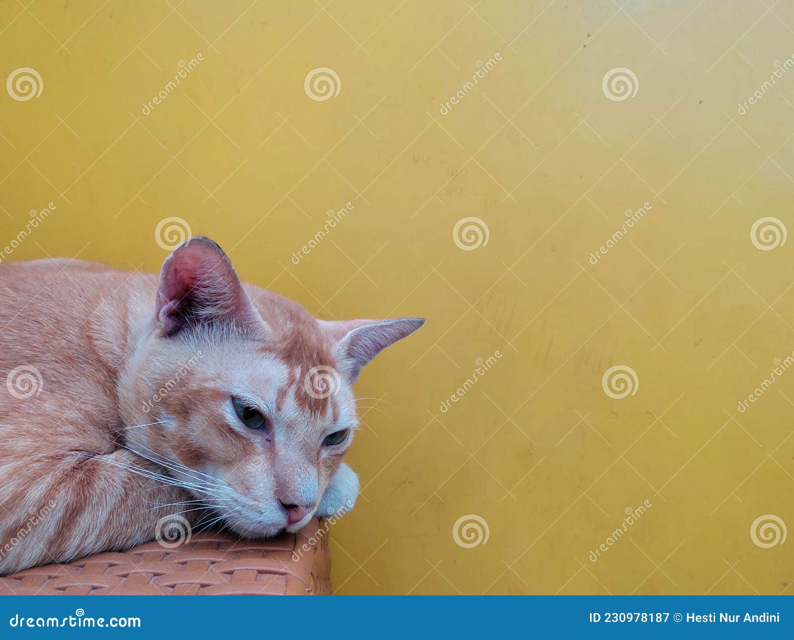 Cute but lazy cat stock image. Image of background, yelow - 230978187